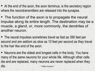 Neuro cell or neuron cell | PPT