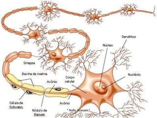 Neuro cell or neuron cell | PPT