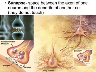 Neuro cell or neuron cell | PPT