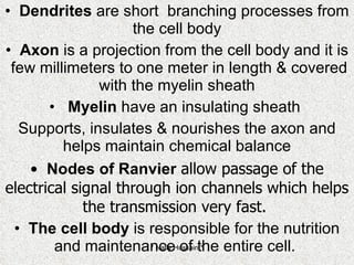 Neuro cell or neuron cell | PPT