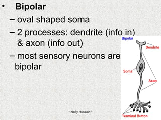 Association Neuron Bipolar