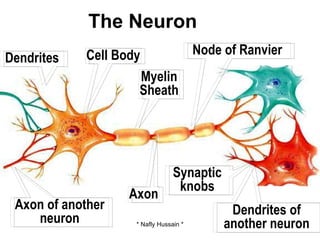Neuron Model Labeled Synaptic Knob