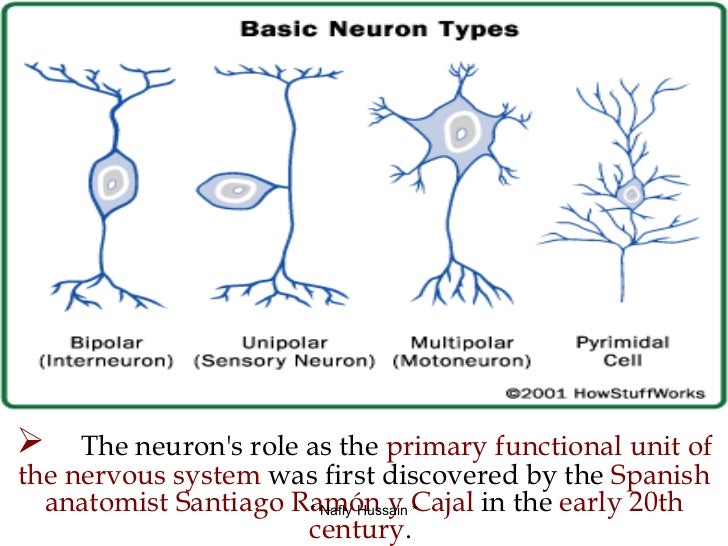 Neuro cell or neuron cell