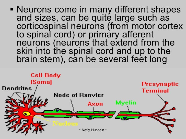 Neuro cell or neuron cell
