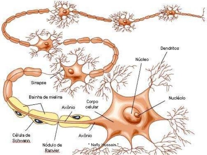 Neuro cell or neuron cell