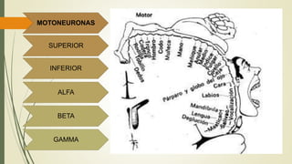 Neurociencia Sistema Motor | PPTX