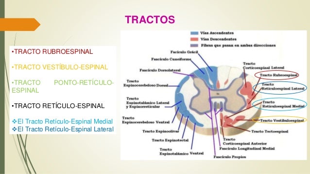 Neurociencia Sistema Motor