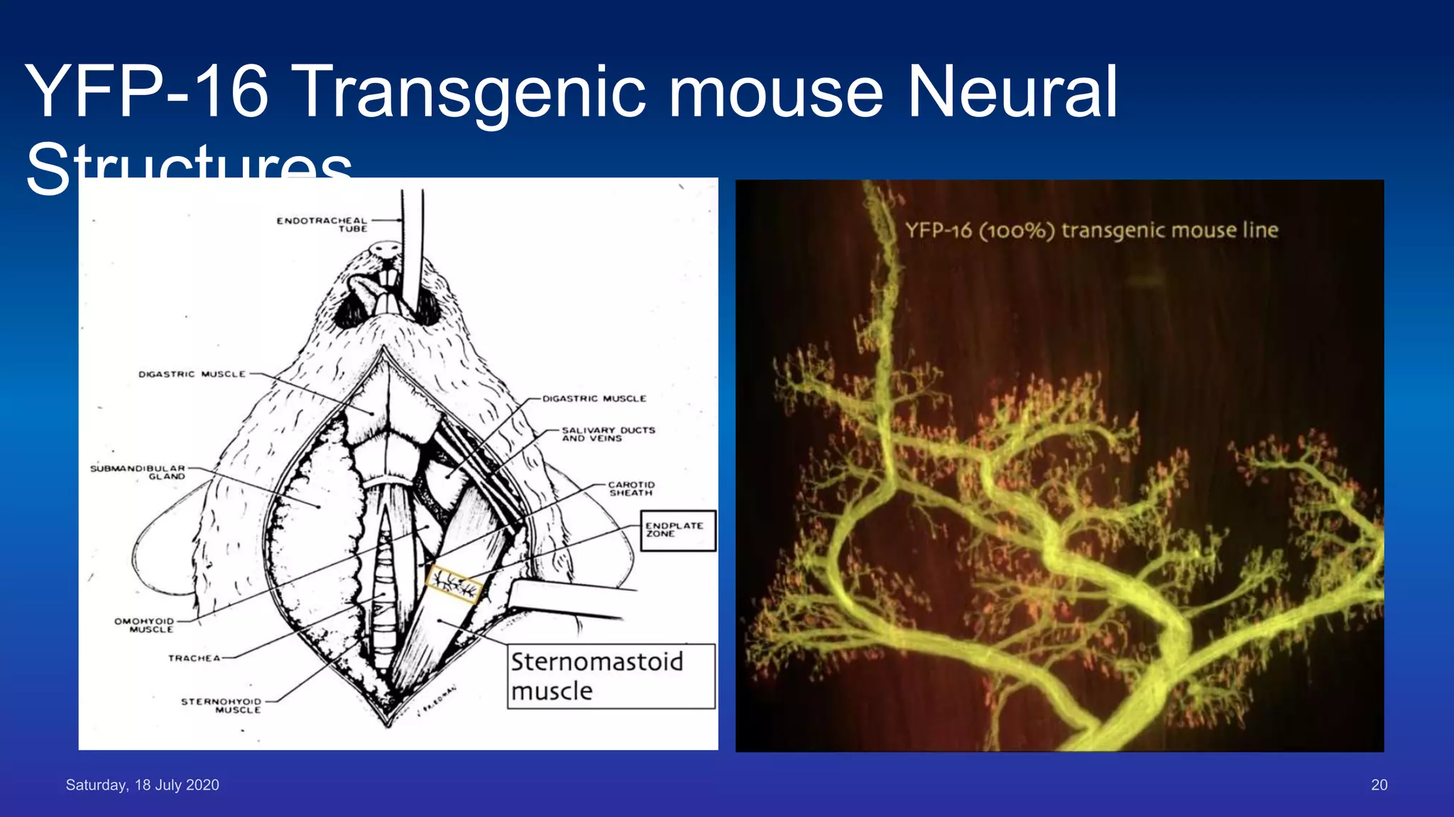 Neuro circuit | PPTX