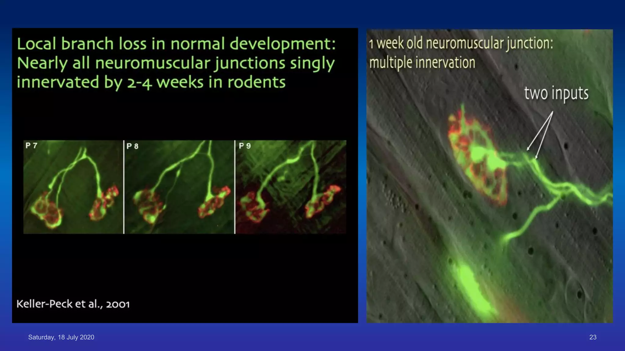Neuro circuit | PPTX