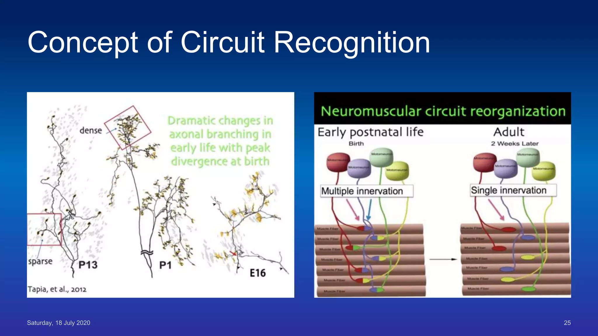 Neuro circuit | PPTX