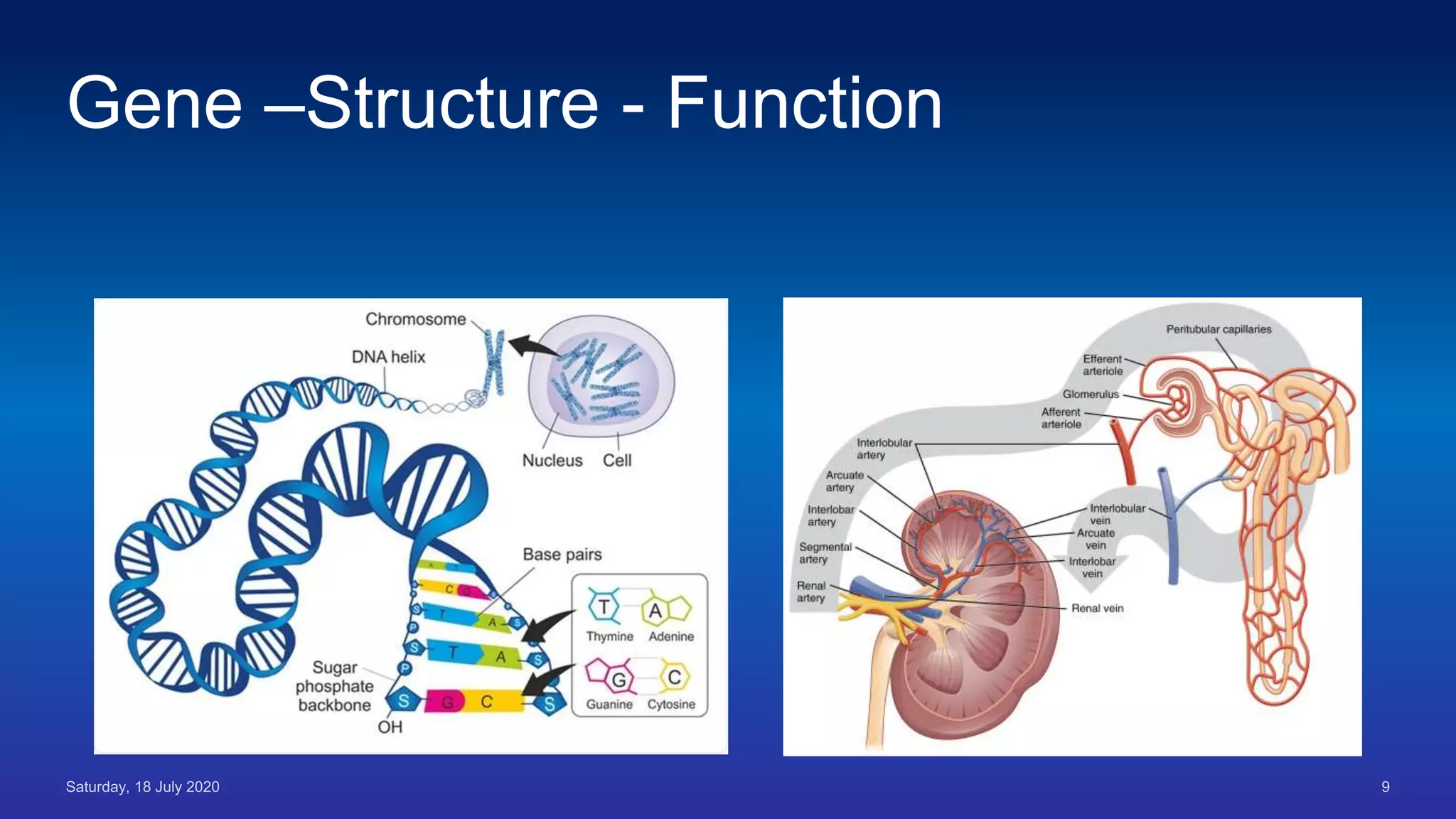 Neuro circuit | PPTX