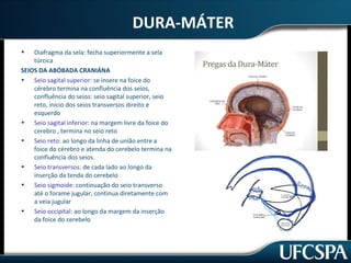 Neurocranio e meninges | PPT