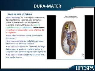 Neurocranio e meninges | PPT