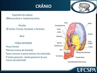 Neurocranio e meninges | PPT