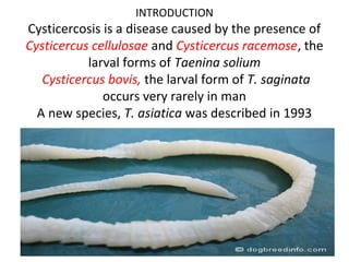 Neurocysticercosis | PPT