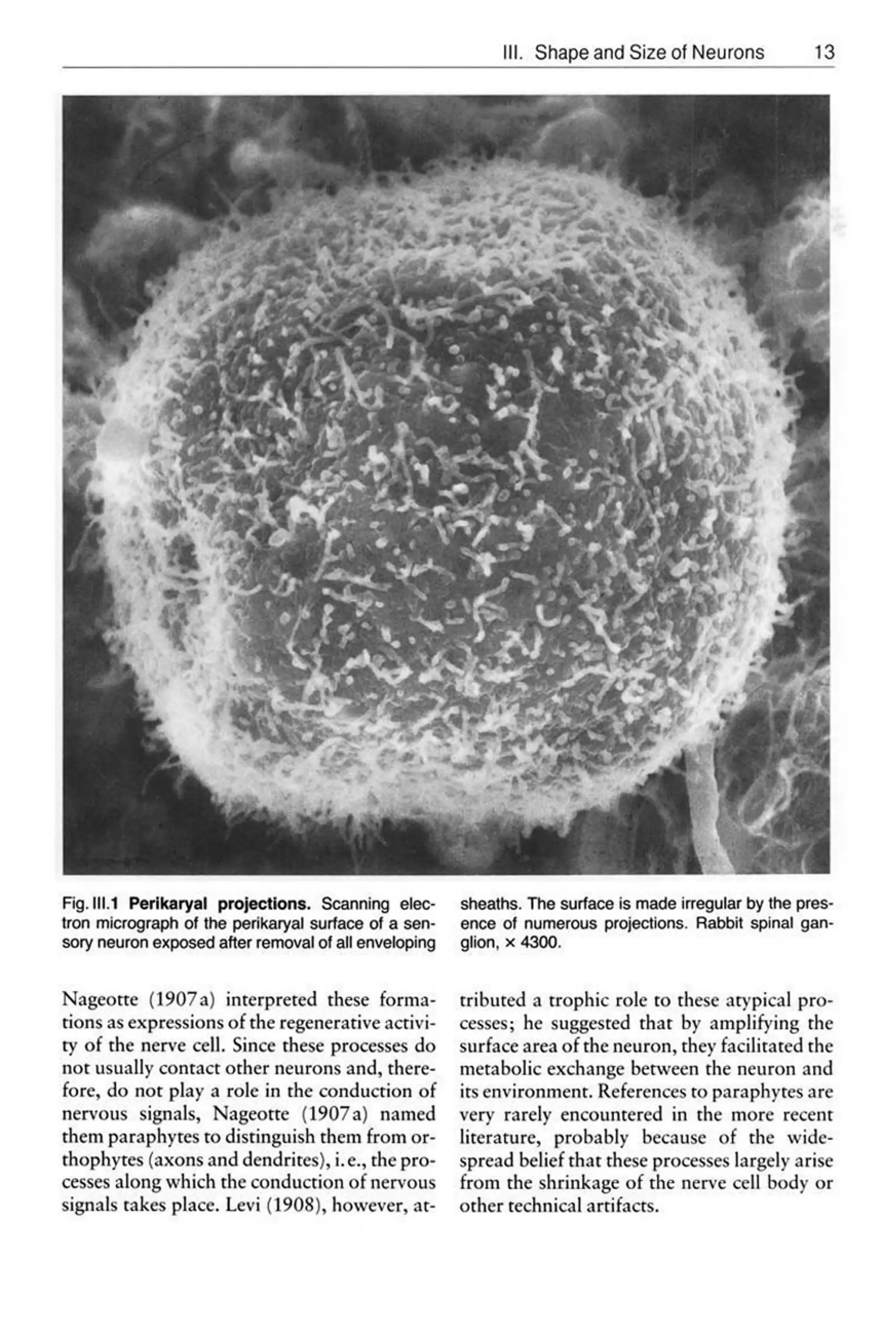 Neurocytology fine structure.... pannese, 1994 | PDF