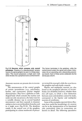 Neurocytology fine structure.... pannese, 1994 | PDF