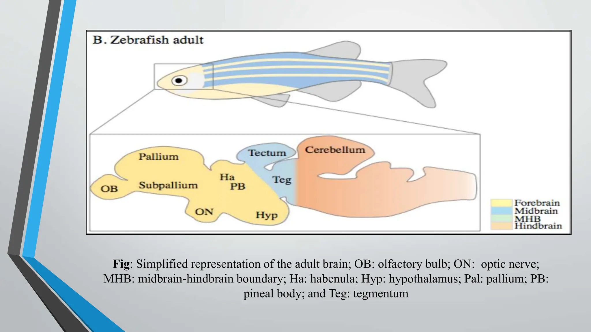 NEURODEGENERATIVE MODELS OF ZEBRAFISH (RAMAN).pptx