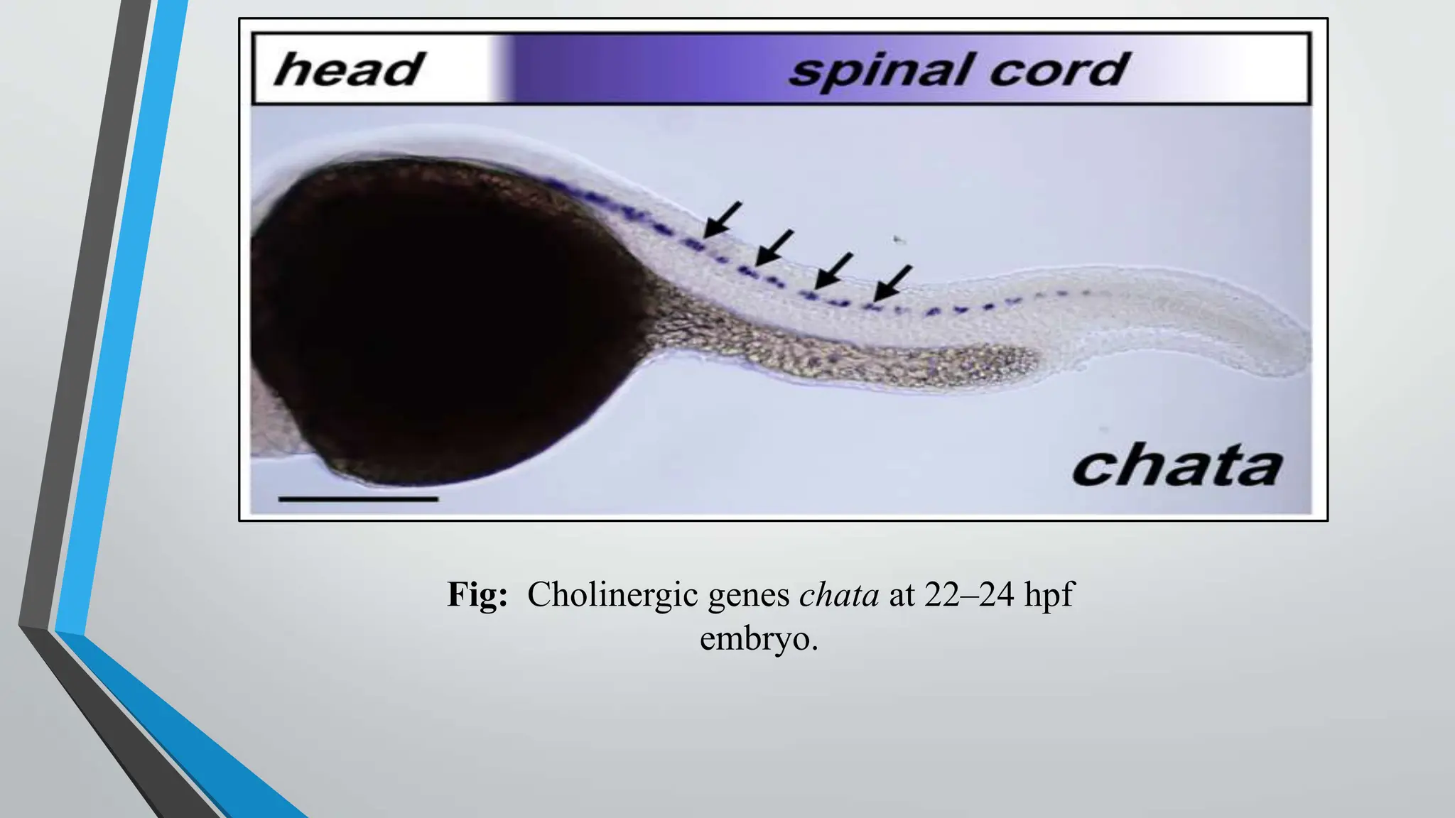 NEURODEGENERATIVE MODELS OF ZEBRAFISH (RAMAN).pptx