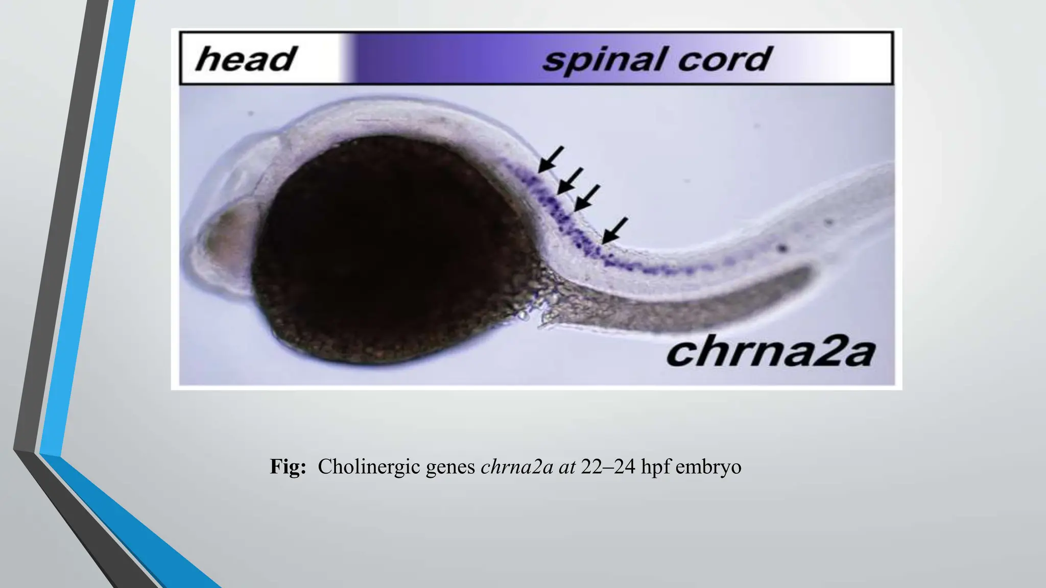 NEURODEGENERATIVE MODELS OF ZEBRAFISH (RAMAN).pptx