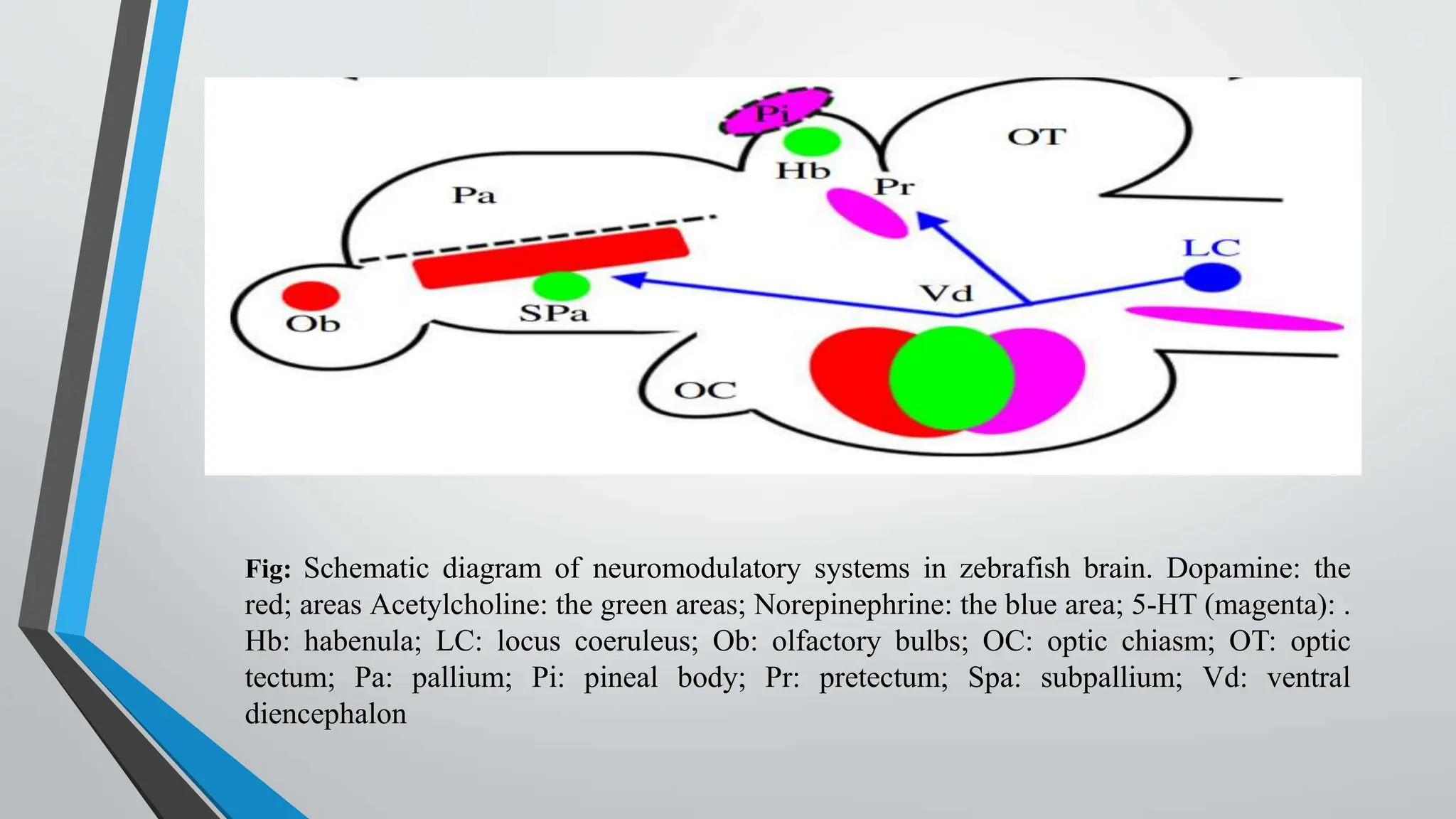 NEURODEGENERATIVE MODELS OF ZEBRAFISH (RAMAN).pptx