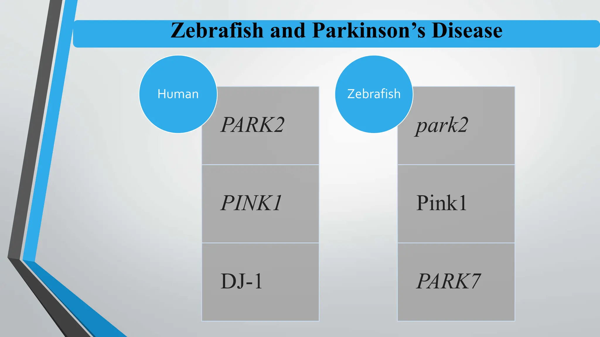 NEURODEGENERATIVE MODELS OF ZEBRAFISH (RAMAN).pptx