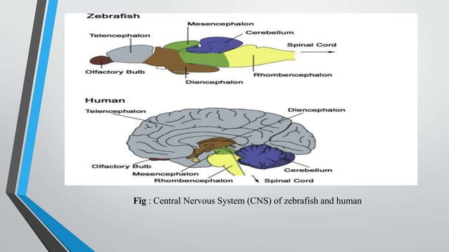 NEURODEGENERATIVE MODELS OF ZEBRAFISH (RAMAN).pptx