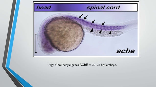 NEURODEGENERATIVE MODELS OF ZEBRAFISH (RAMAN).pptx
