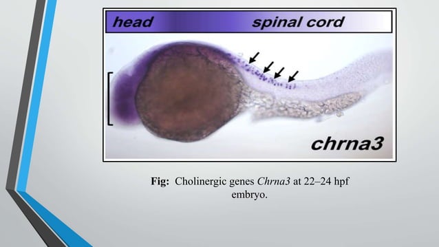 NEURODEGENERATIVE MODELS OF ZEBRAFISH (RAMAN).pptx
