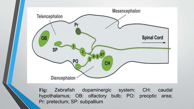 NEURODEGENERATIVE MODELS OF ZEBRAFISH (RAMAN).pptx
