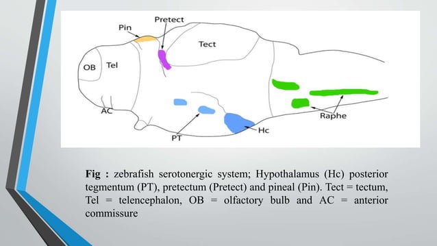 NEURODEGENERATIVE MODELS OF ZEBRAFISH (RAMAN).pptx