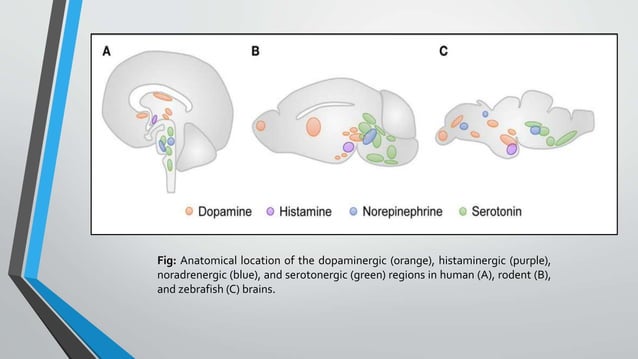 NEURODEGENERATIVE MODELS OF ZEBRAFISH (RAMAN).pptx