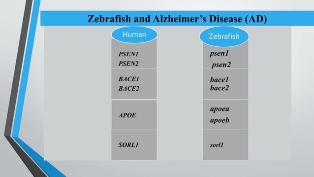 NEURODEGENERATIVE MODELS OF ZEBRAFISH (RAMAN).pptx