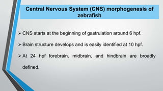 NEURODEGENERATIVE MODELS OF ZEBRAFISH (RAMAN).pptx
