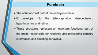 NEURODEGENERATIVE MODELS OF ZEBRAFISH (RAMAN).pptx