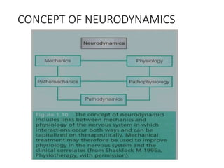 NEURODYNAMICS-WPS Office.pptx