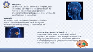 NEUROEDCIÓN TIPICA TECNICA AUTERA 12.pptx
