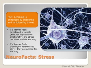 NeuroEducation: Myths and Facts | PDF | Brain and Nervous System ...