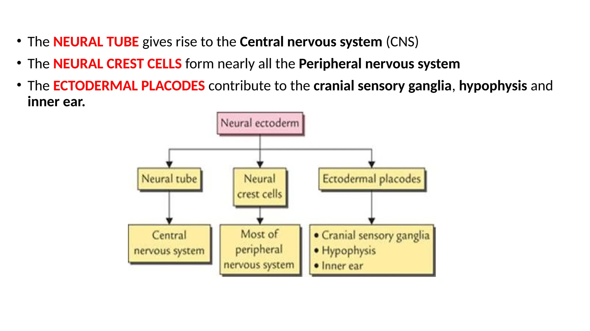 NEUROEMBRYOLOGY autosaved clinical significance | PPTX