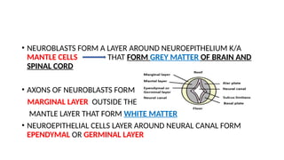 NEUROEMBRYOLOGY autosaved clinical significance | PPTX