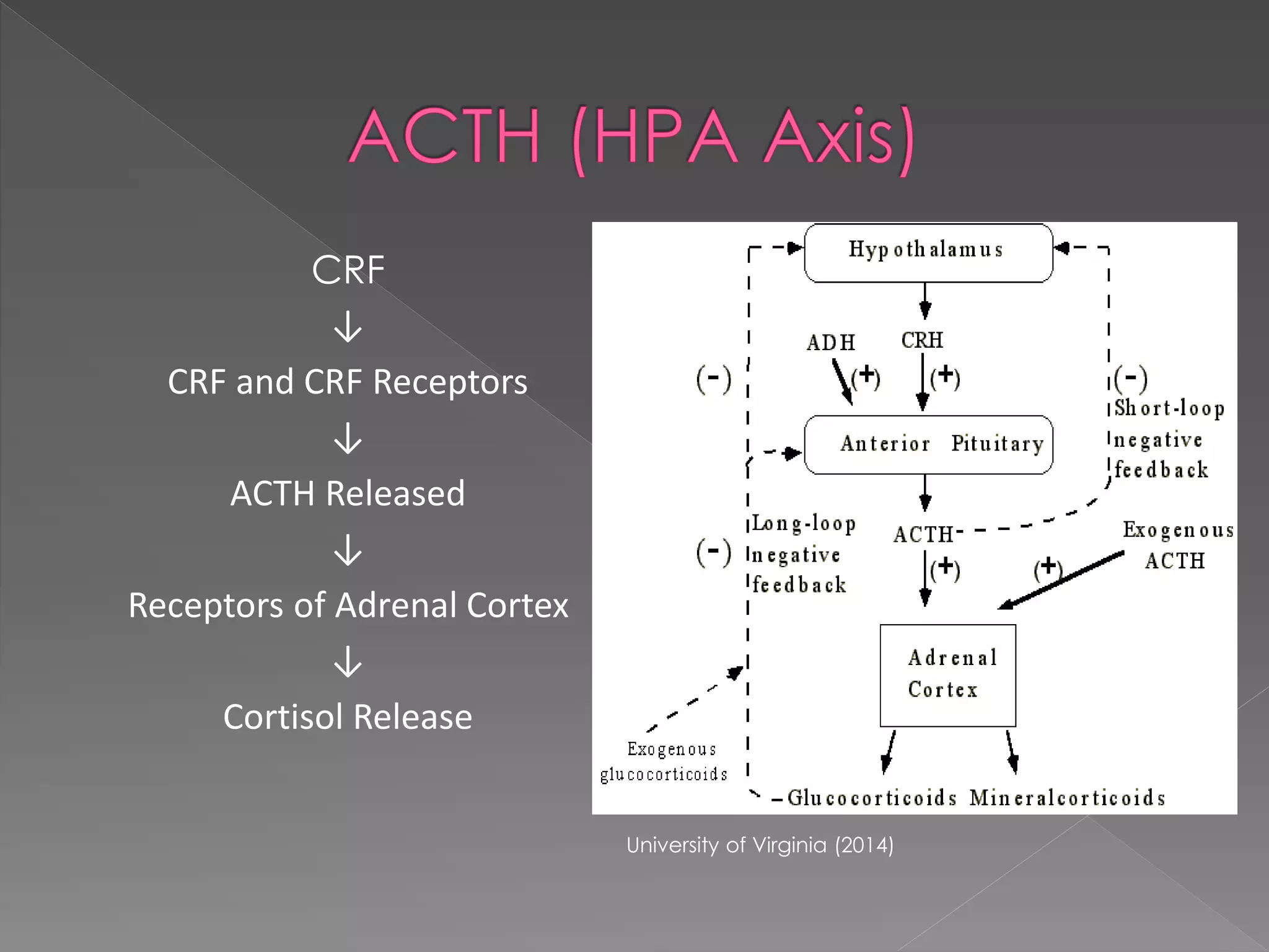 Neuroendocrine dysfunction following traumatic brain injury | PPTX