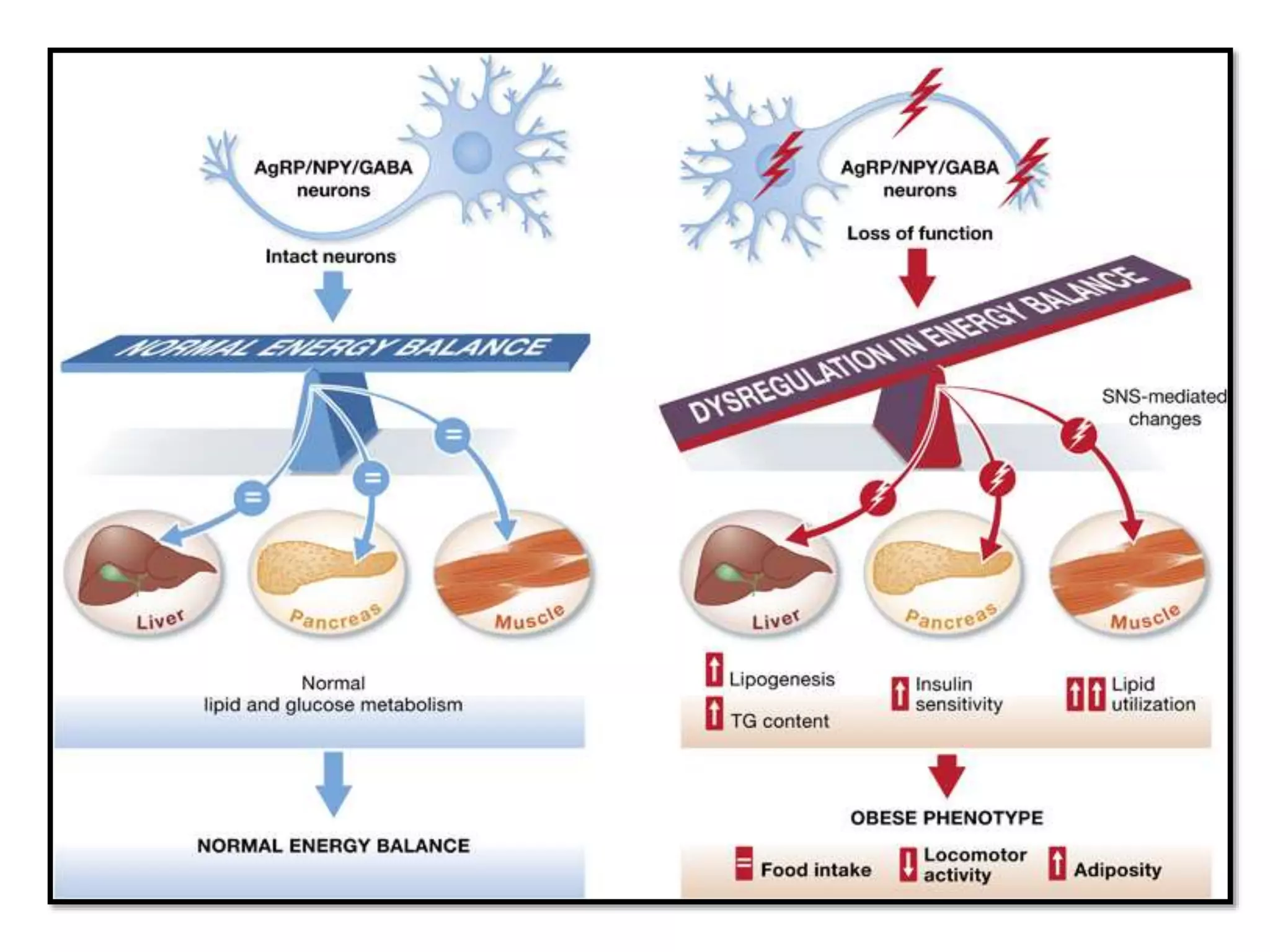 Neuroendocrine regulation of energy | PPTX