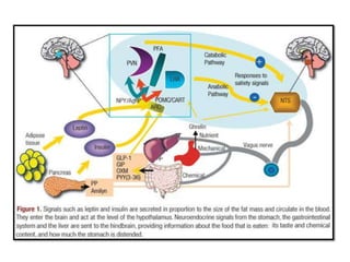 Neuroendocrine regulation of energy | PPTX
