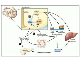 Neuroendocrine regulation of energy | PPTX