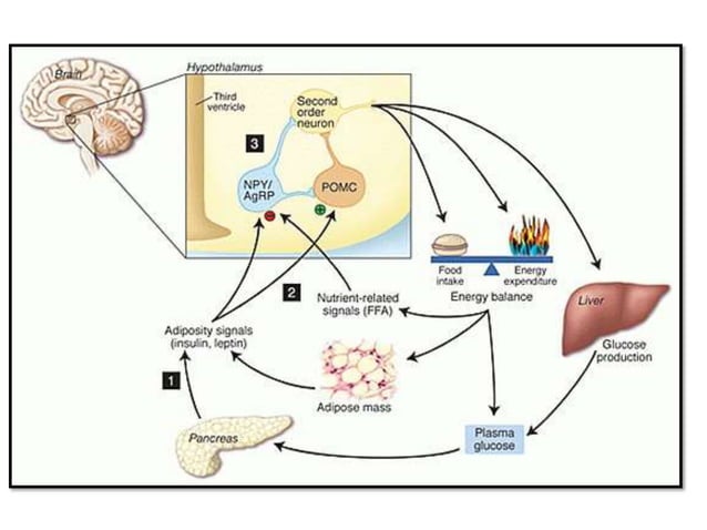 Neuroendocrine regulation of energy | PPTX | Endocrine and Metabolic ...