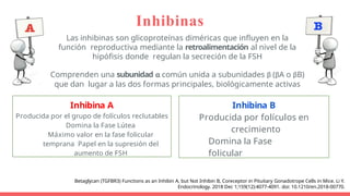 Neuroendocrinologia listo para aprender facil | PPTX