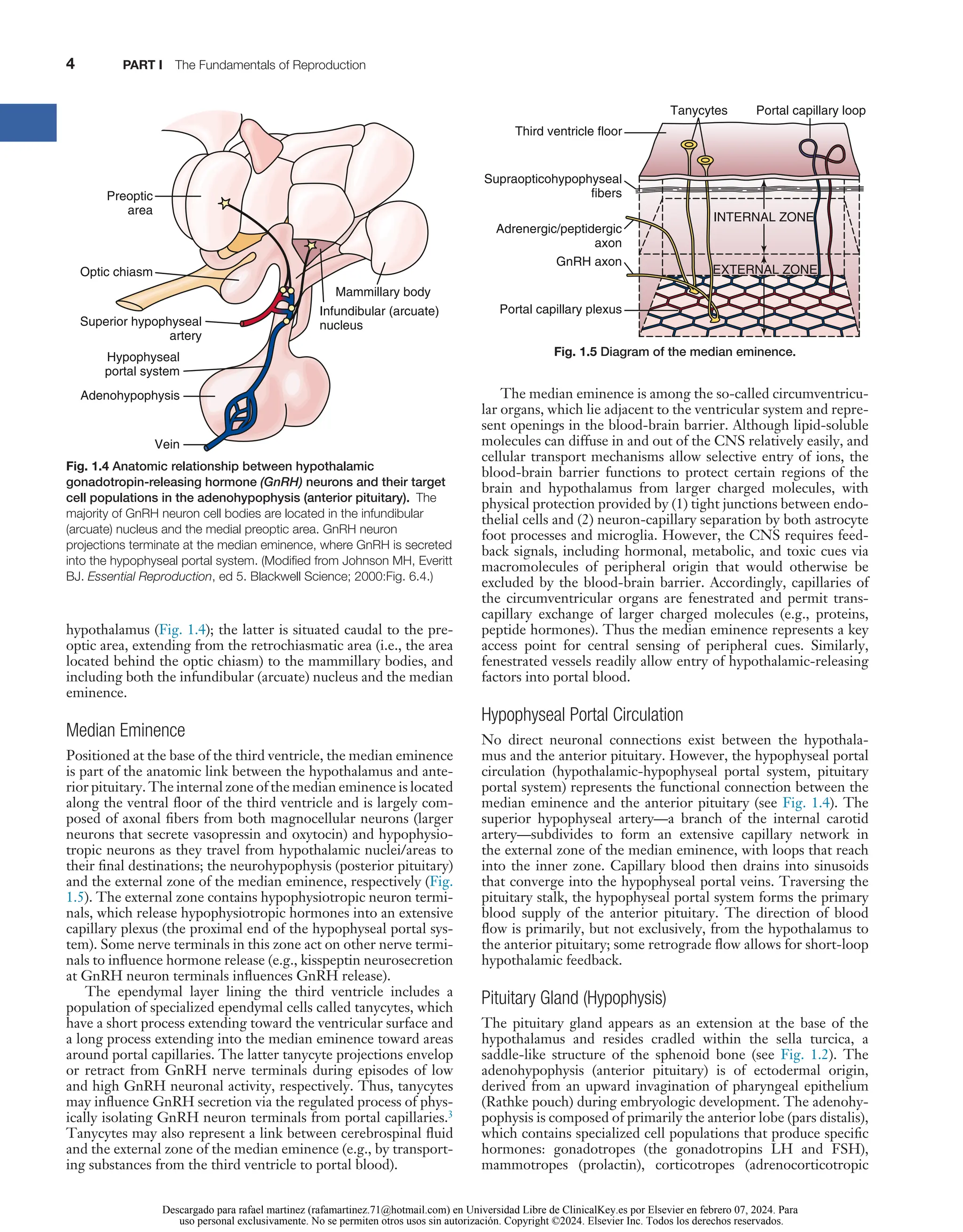 NEUROENDOCRINOLOGIA DE LA REPRODUCCION 2024.pdf | Infertility | Reproductive Health
