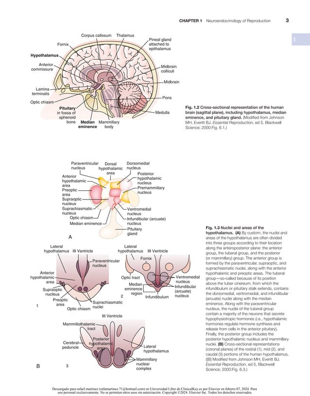 NEUROENDOCRINOLOGIA DE LA REPRODUCCION 2024.pdf