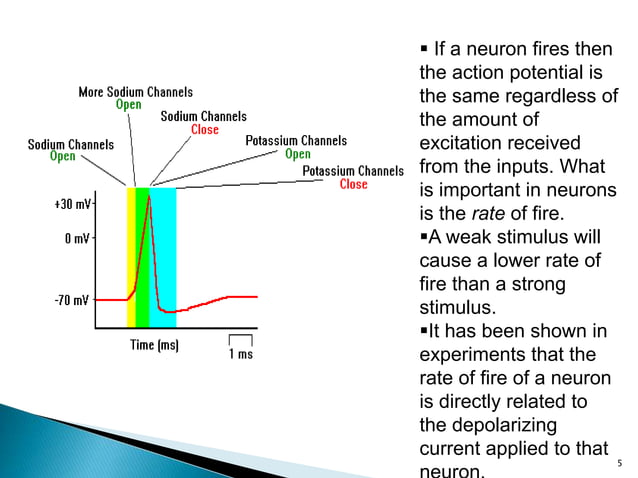 Integrate and Fire based neuron model | PPT