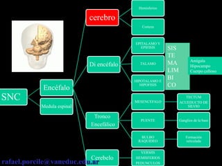 neurofisio-1.pdfneurofisio-1.pdfneurofisio-1.pdf